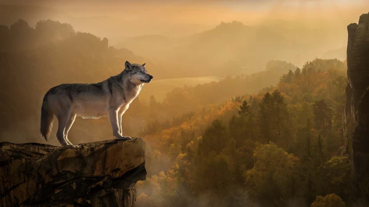 エゾオオカミの生き残りは存在するのか？絶滅から再導入の可能性まで