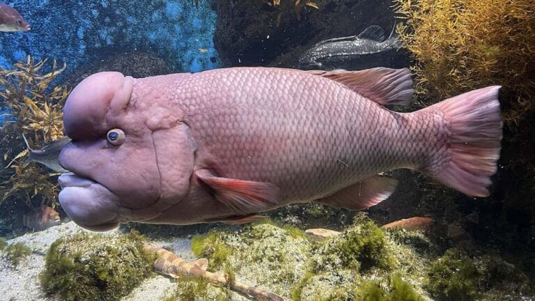 ナポレオンフィッシュとコブダイの見分け方！似て非なる2つの魚の特徴を徹底比較